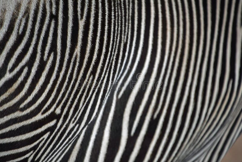 Zebra Stripes on Original Zebra Skin Stock Image - Image of hair ...