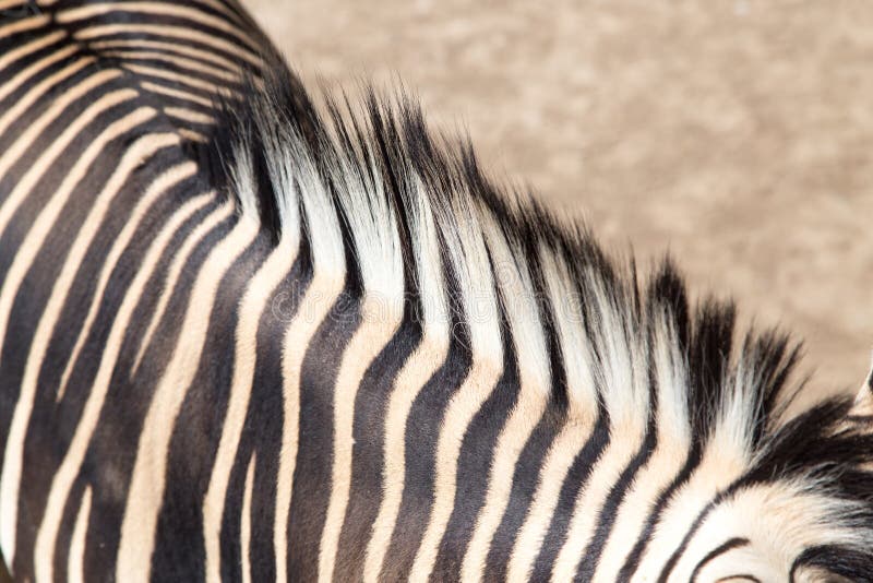Zebra stripes stock image. Image of africa, park, print - 102258093