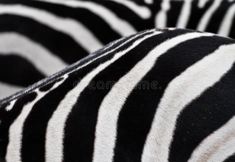 Zebra strips crossing stock photo. Image of texture, strips - 23248680