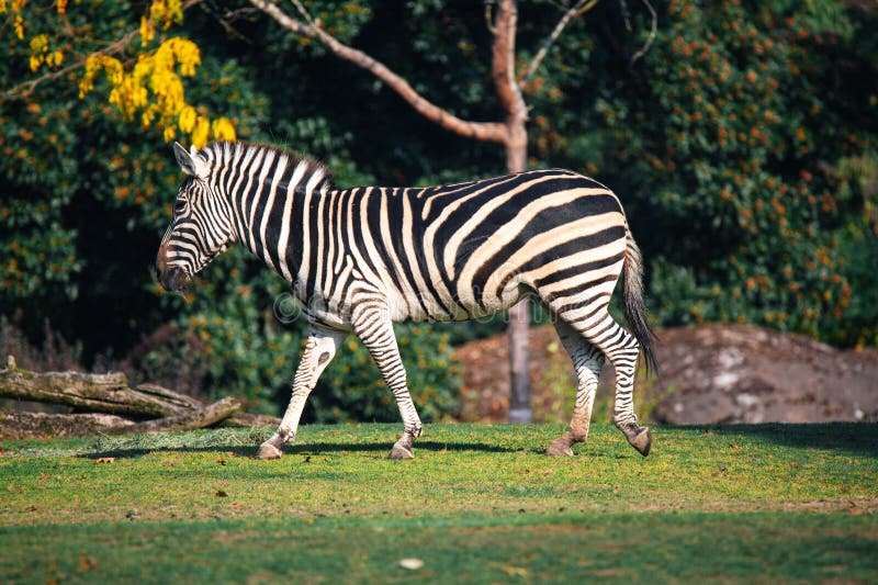 Zebra Strolling in Lush Field Near Trees and Bushes Stock Photo - Image ...