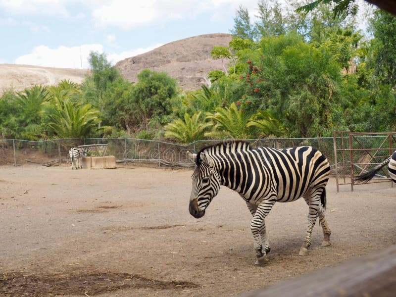 Zebra Strolling in a Zoo Enclosure with Trees and Hills in the ...
