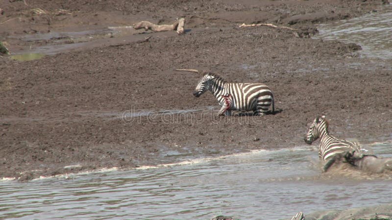 A Zebra Stuck in Quicksand on the Banks of a River. Stock Video - Video ...