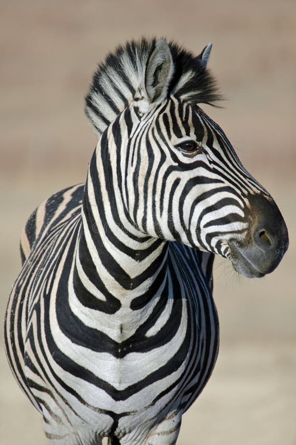 218 Fat Zebra Stock Photos - Free & Royalty-Free Stock Photos from ...