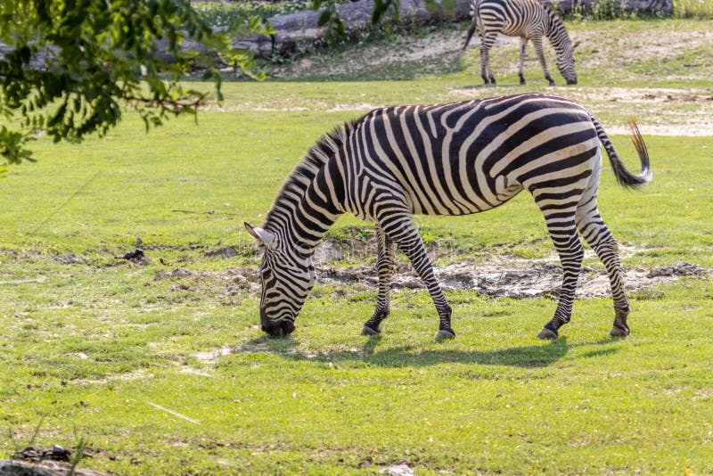 A Zebra Subgenus Hippotigris Stock Image - Image of standing, animal ...