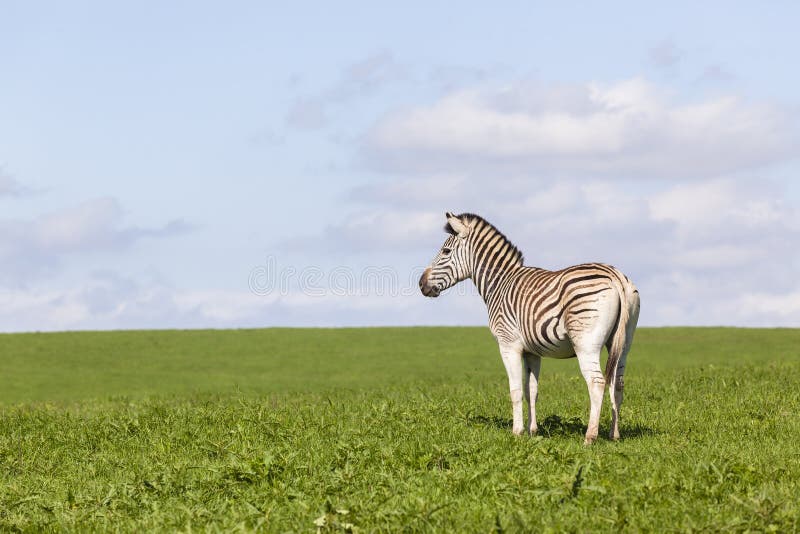 Zebra Summer stock image. Image of wilderness, zebra - 63865523