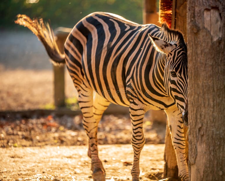 Zebra in the sun`s rays stock image. Image of grass - 162813921