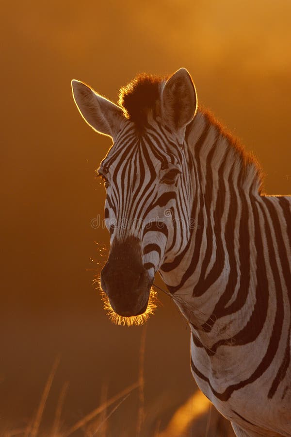 Zebra Sunrise stock image. Image of mammal, animal, migration - 17845541