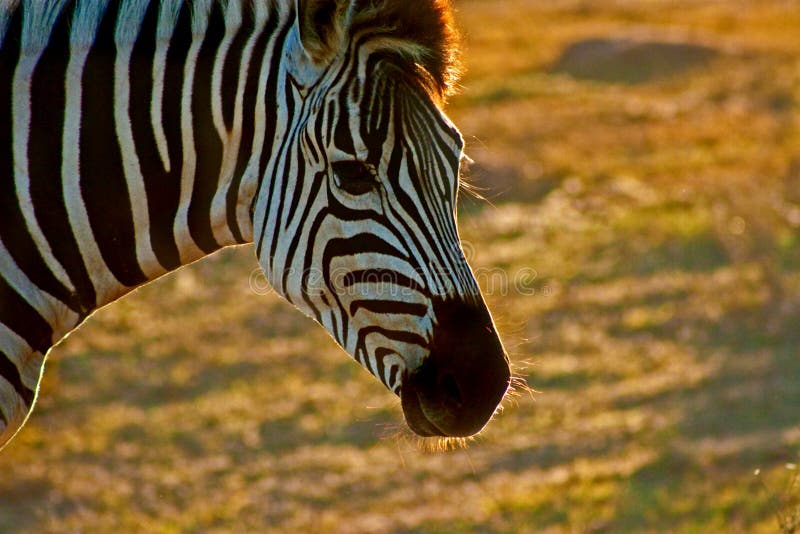 Zebra sunset stock photo. Image of animal, white, beast - 12569858