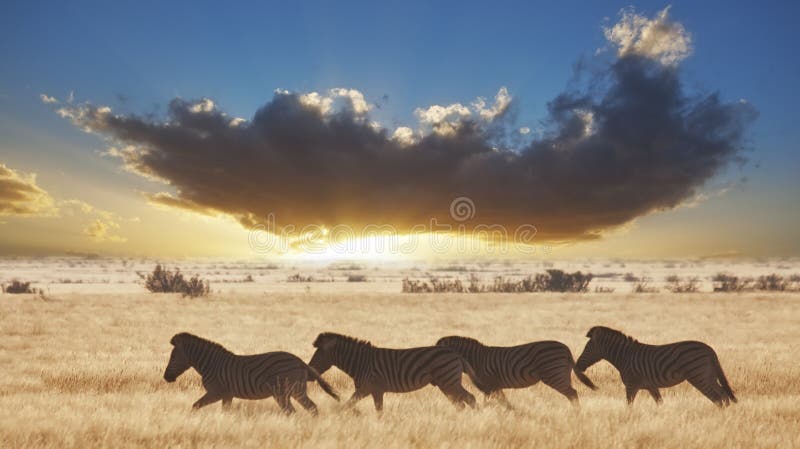 Zebra Sunset stock photo. Image of grass, safari, clouds - 14470036