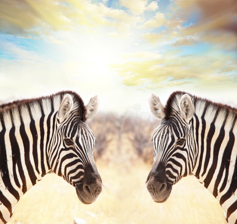 Zebra stock photo. Image of bush, serengeti, dawn, mammal - 14861830