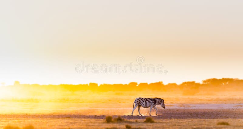 Zebra Sunset stock photo. Image of grass, safari, clouds - 14470036