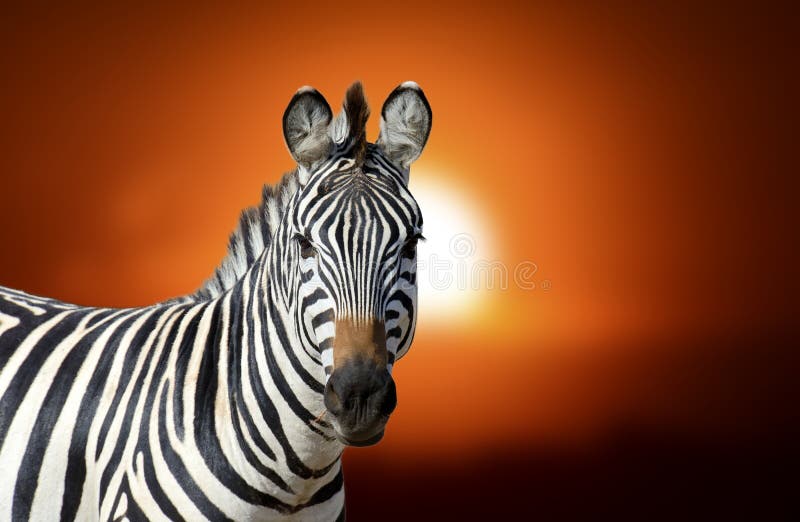 Zebra at sunset stock image. Image of savanna, fauna - 61412025