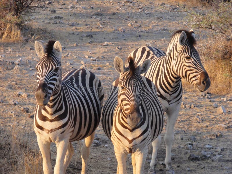 Zebra Sunset stock photo. Image of mammal, sunrise, africa - 14470036