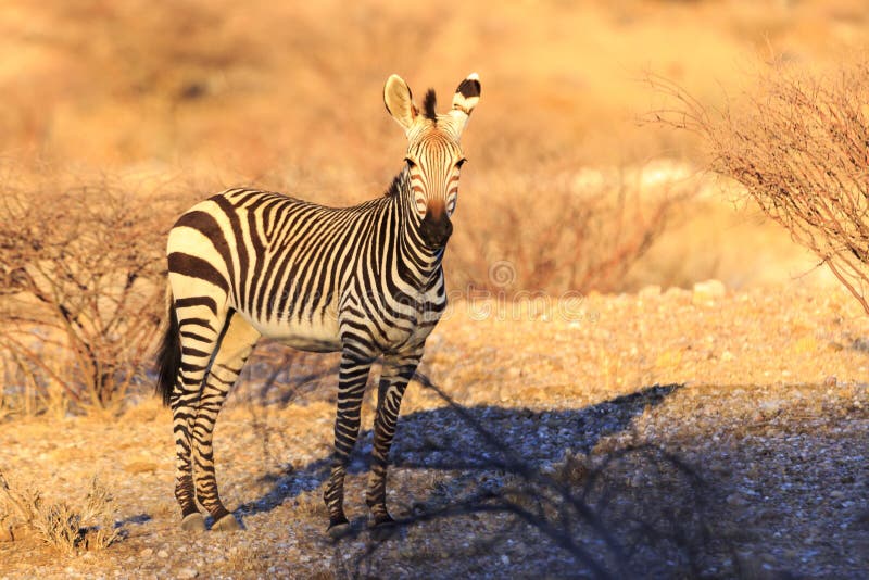 Zebra Sunset stock photo. Image of grass, safari, clouds - 14470036