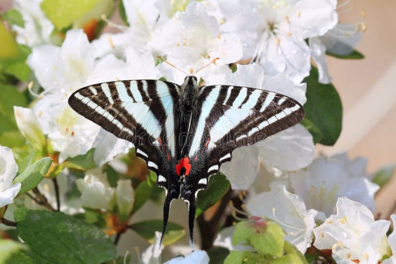 Zebra Swallowtail Butterfly Stock Photo - Image of insect, nature: 62763768