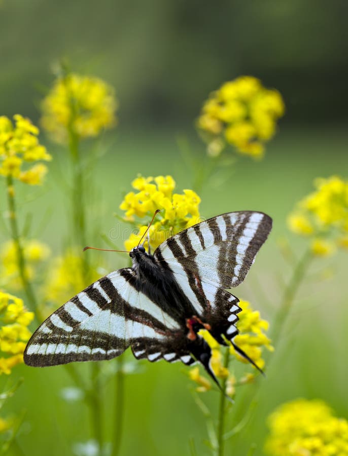 Zebra Swallowtail Butterfly Stock Photo - Image of insect, nature: 62763768