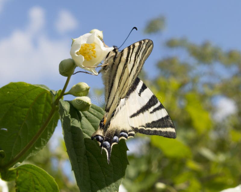 Protographium Marcellus - Zebra Swallowtail Caterpillar - is a ...