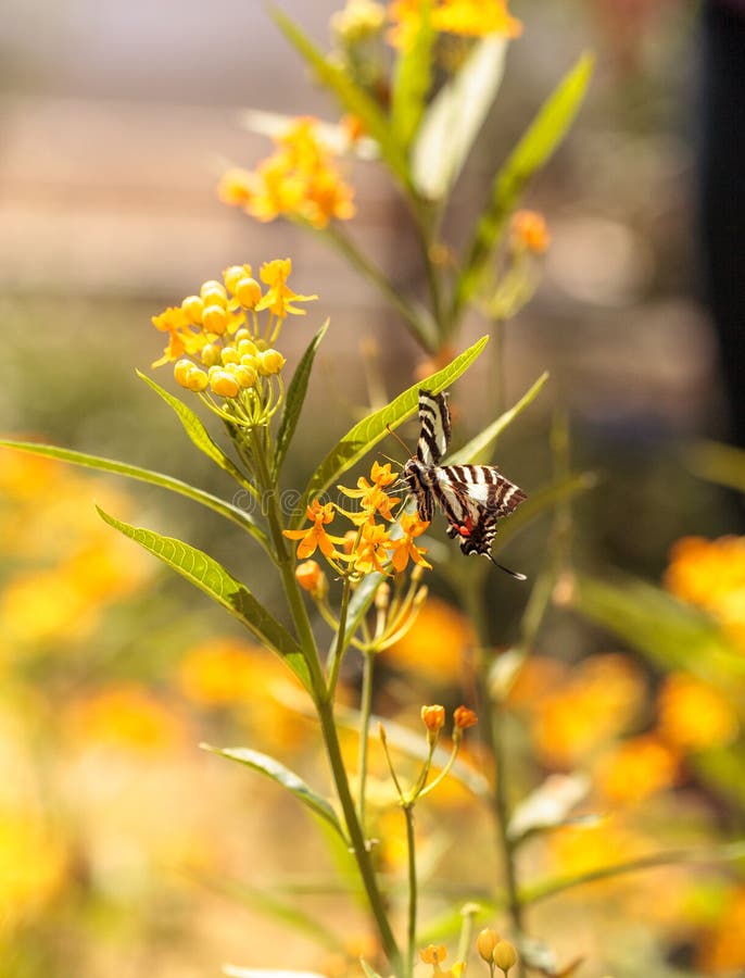 Protographium Marcellus - Zebra Swallowtail Caterpillar - is a ...