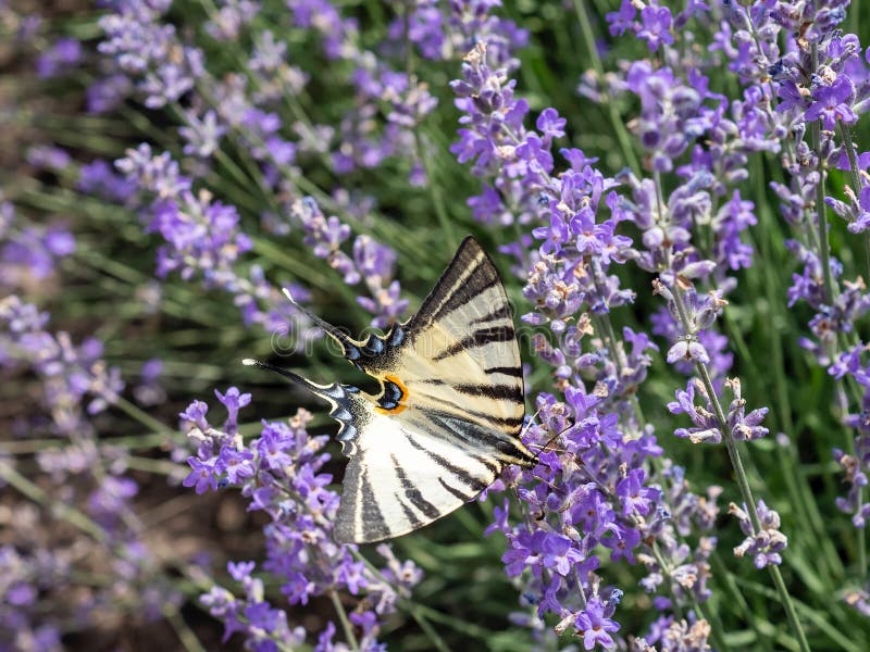Zebra Swallowtail Butterfly in Rows of Lavender Stock Image - Image of ...