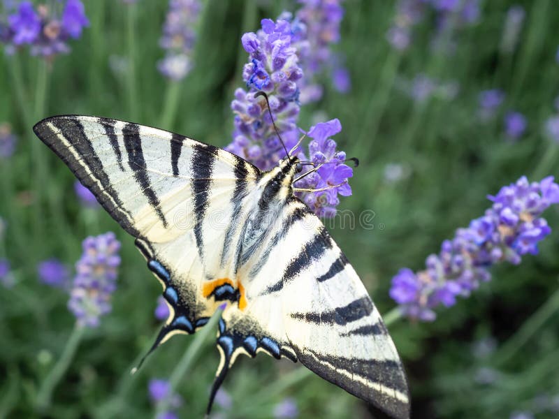 Zebra Swallowtail Butterfly in Rows of Lavender Stock Image - Image of ...