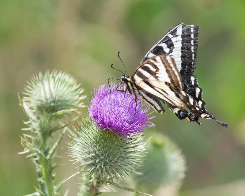 Protographium Marcellus - Zebra Swallowtail Caterpillar - is a ...