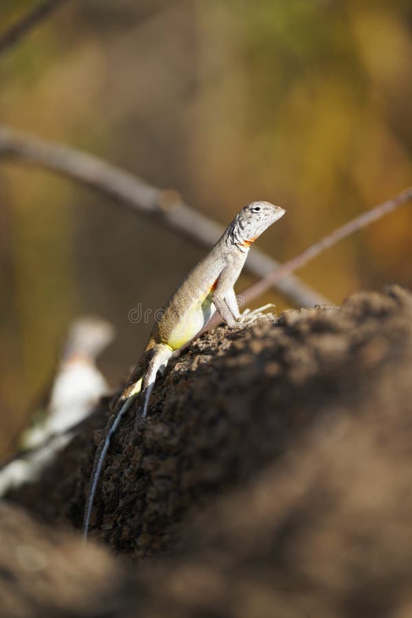 Zebra-tailed Lizard Vertical Picture with a Fat Belly Stock Photo ...
