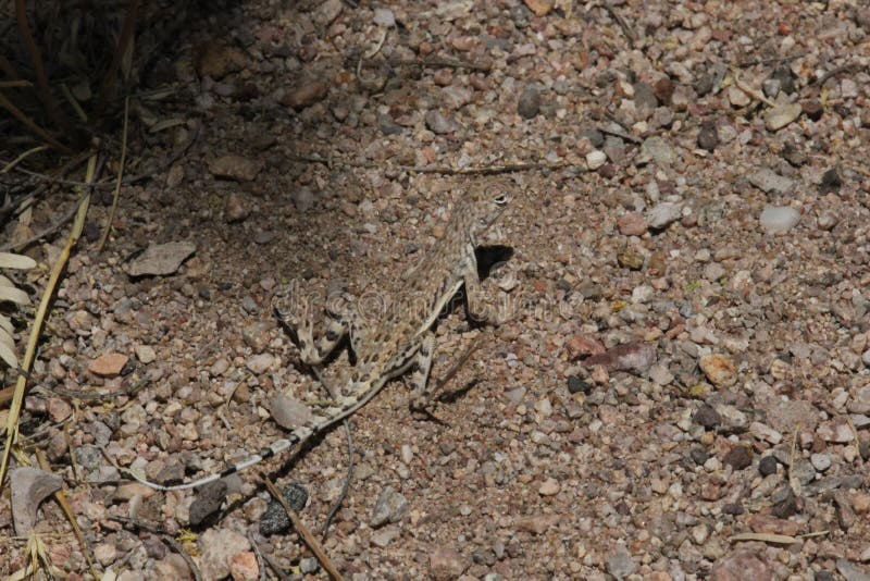 ZEBRA-TAILED LIZARD Callisaurus Draconoides 1 Stock Photo - Image of ...