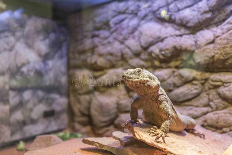 Zebra-tailed Lizard (Callisaurus Draconoides) Stock Photo - Image of ...