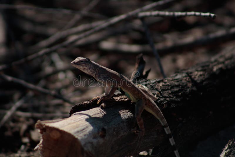 Zebra-tailed Lizard on a Fallen Cut Log Stock Photo - Image of reptile ...