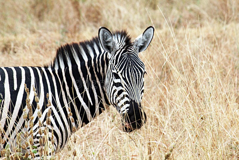 Zebra head stock image. Image of couple, tanzanian, tarangire - 102063427