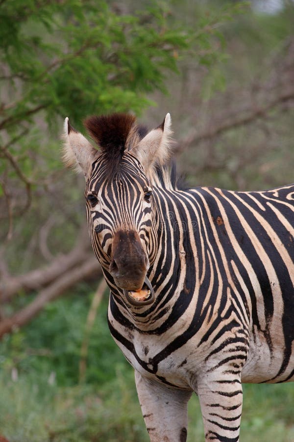 Zebra teeth stock image. Image of burchelli, striped, game - 7663313