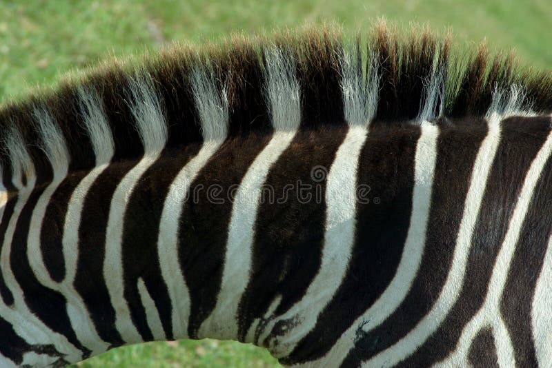 Zebra Texture 1 stock image. Image of zebra, wild, stripes - 47863