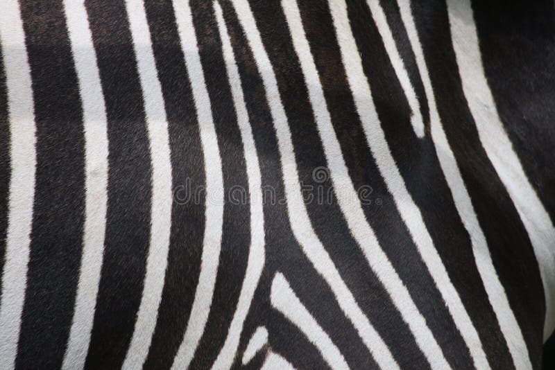 Zebra texture stock image. Image of design, african, painting - 10731041