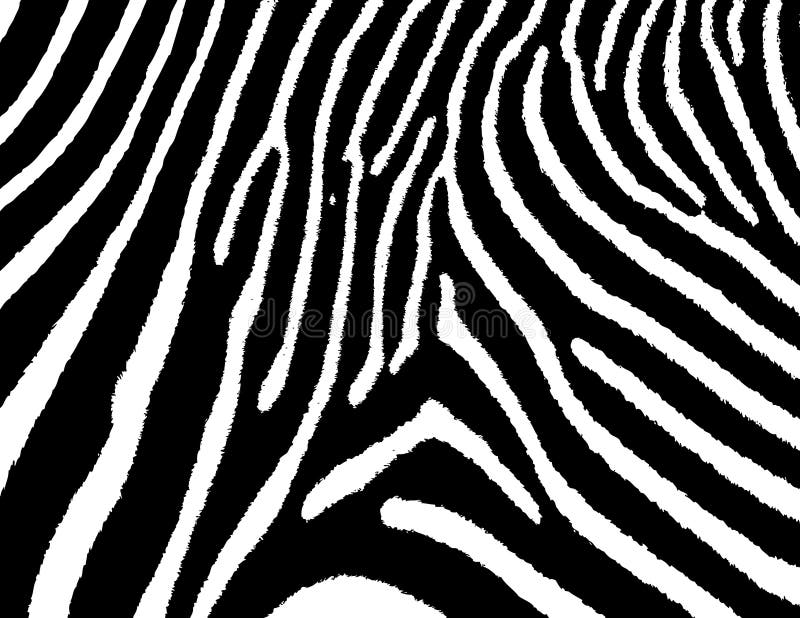 Zebra texture stock vector. Illustration of clipart, pattern - 1225546