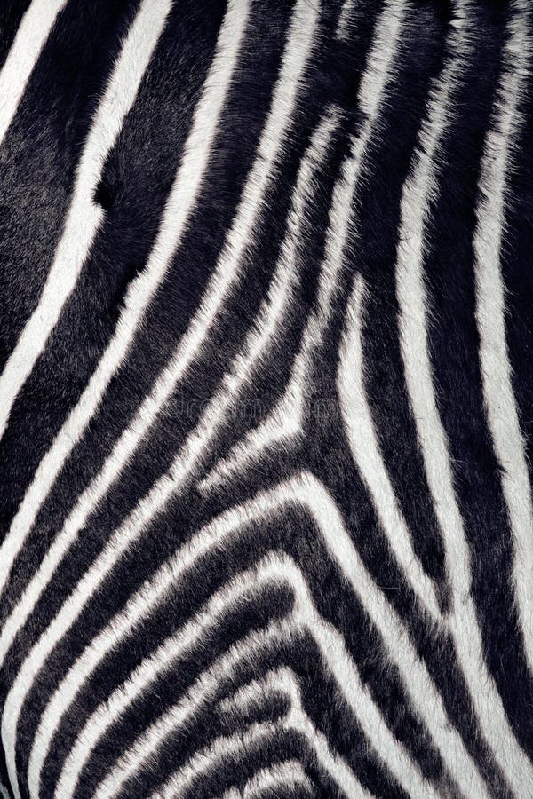 Zebra Texture Print Strips stock image. Image of coat - 3159641