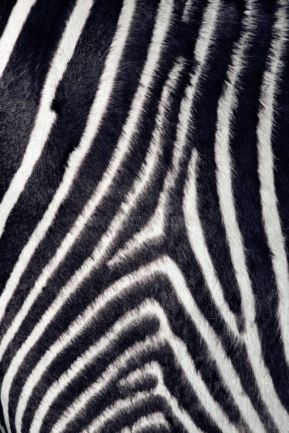 Zebra texture stock photo. Image of fuzzy, zebra, furry - 9604710