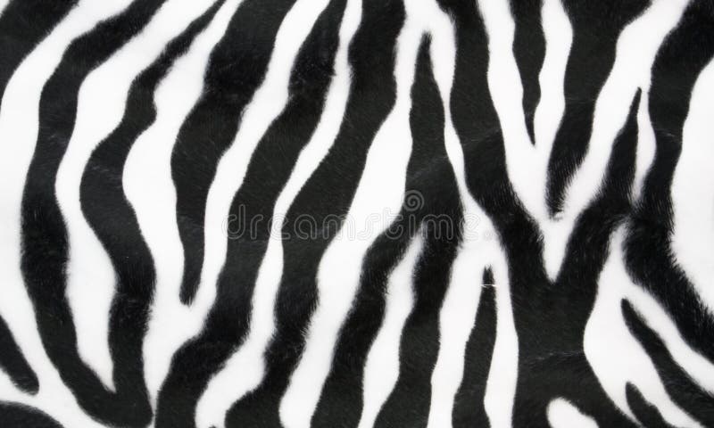 Zebra texture background stock image. Image of stripes - 64467449