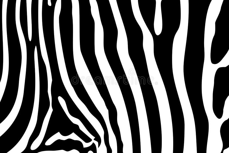 Zebra texture stock vector. Illustration of pattern, painting - 45425240