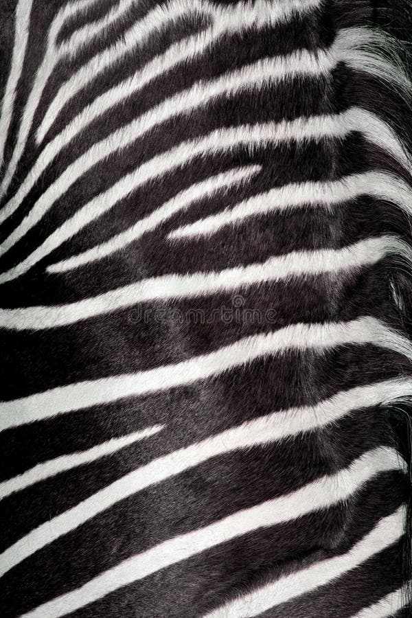 Zebra texture stock photo. Image of fuzzy, zebra, furry - 9604710
