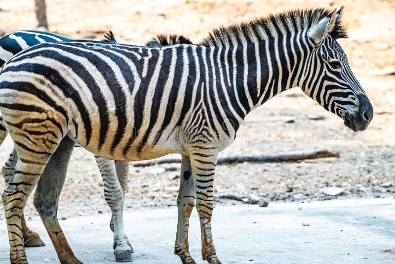 A Zebra in Thai stock image. Image of mammal, african - 144321357