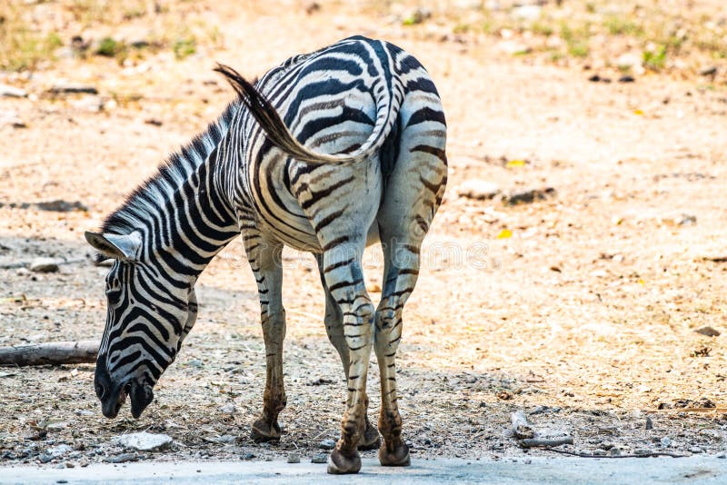 Zebra in Thai zoo stock image. Image of nature, fauna - 143265609