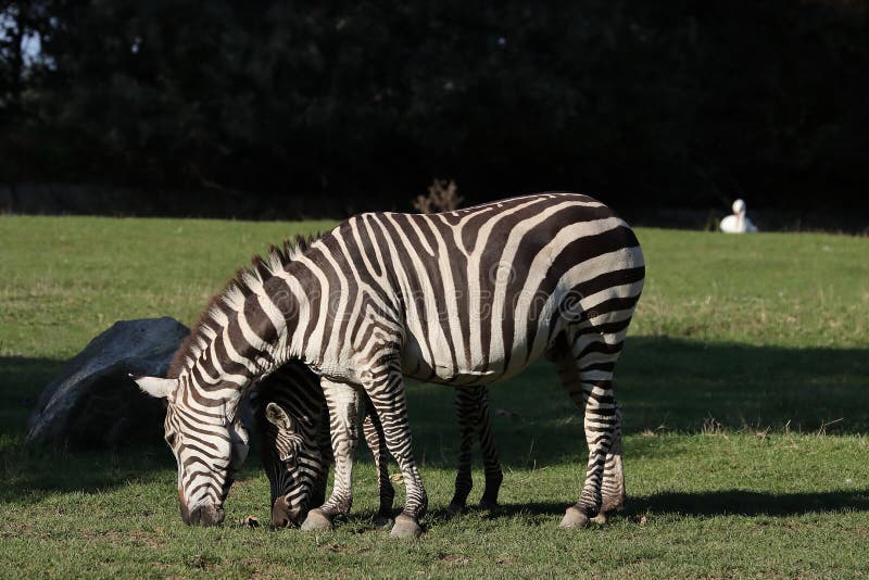 Zebra with colt stock image. Image of herd, serengeti - 259721865