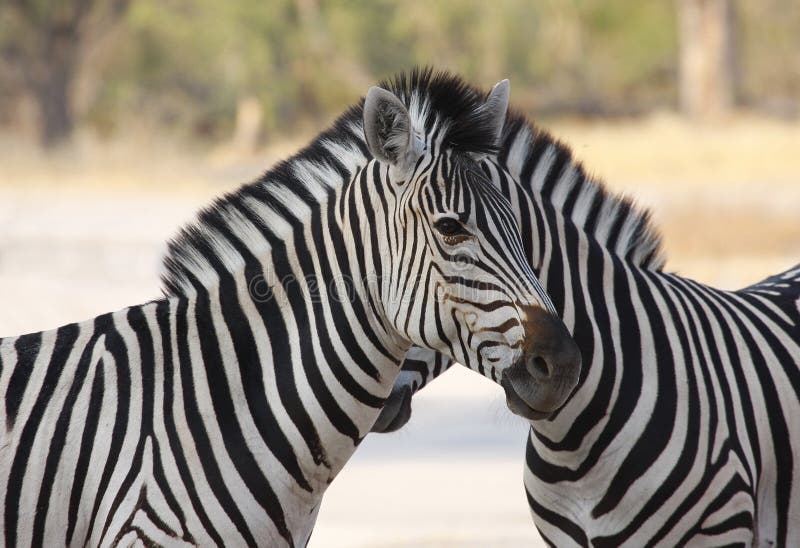 Zebra Looking left stock photo. Image of profile, park - 10700158