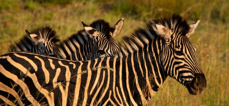 Zebra-Trio stockfoto. Bild von zebras, afrika, wildnis - 143273012