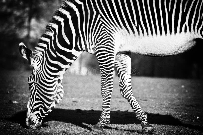 Zebra. stock photo. Image of scenery, serenity, landscape - 34624678