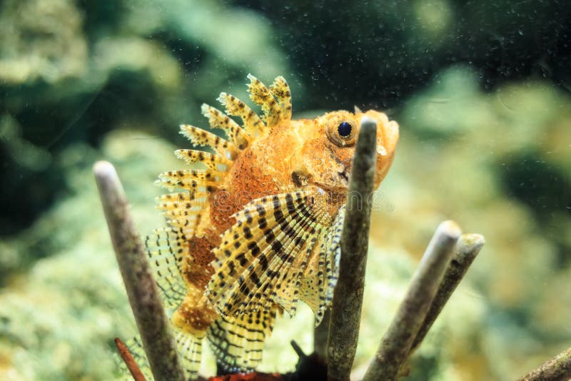 Zebra Turkeyfish Underwater Thailand Stock Photo - Image of butterfly ...