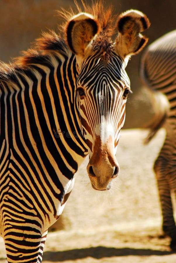 Zebra Brainrot Pics Stock Photos - Free & Royalty-Free Stock Photos ...