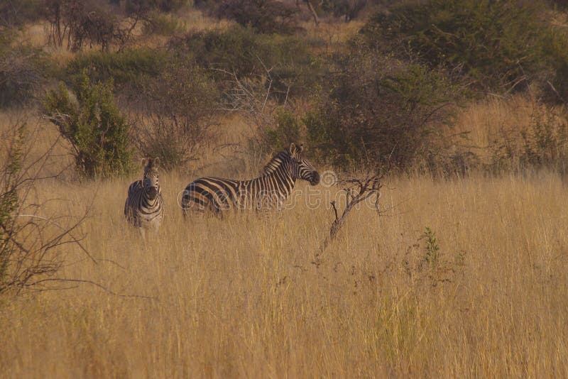 Free Animals (Wildlife) pictures, photos & images - Royalty-Free and ...