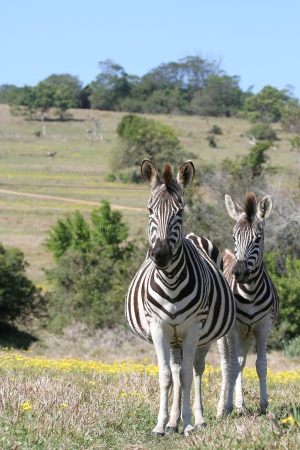 Zebra Two stock image. Image of horse, hoof, tail, view - 10874019