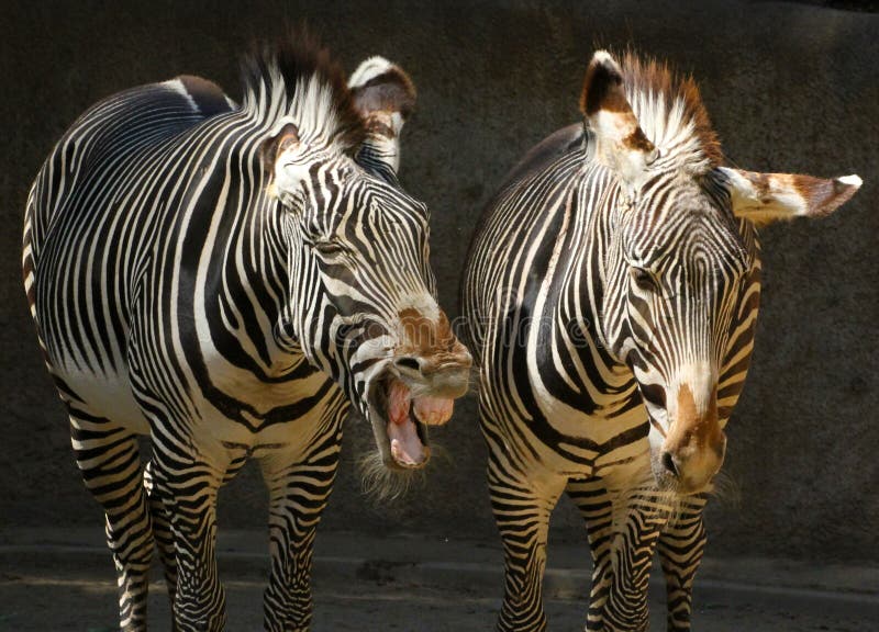 Zebra stock image. Image of animated, dominance, bite - 30842481
